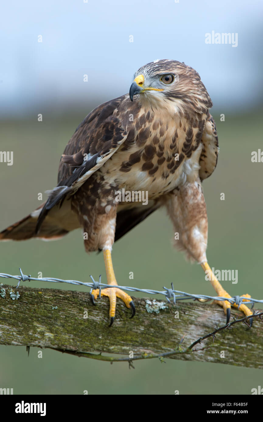 Buzzard feathers hi-res stock photography and images - Alamy