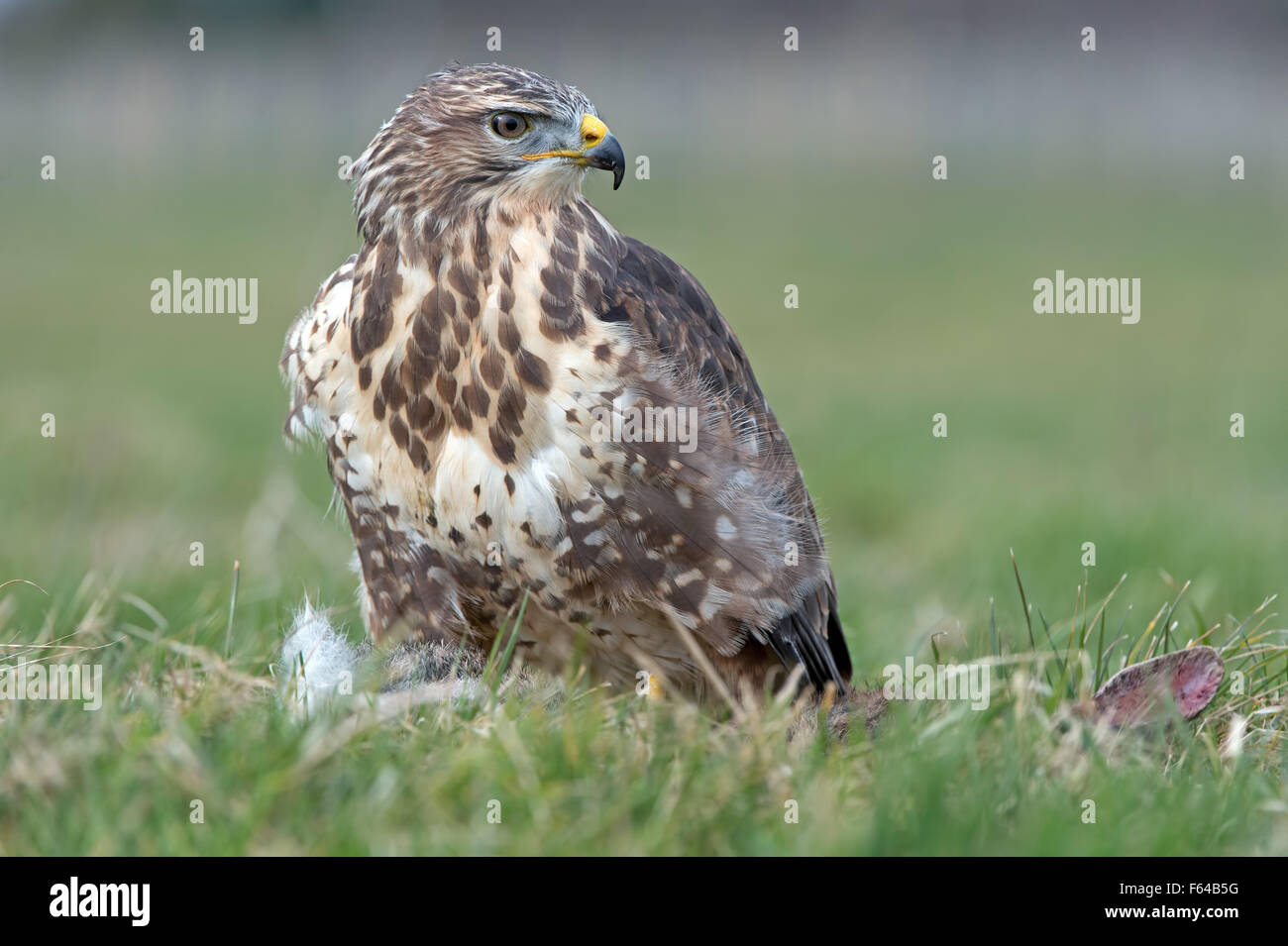 Buzzard feathers hi-res stock photography and images - Alamy