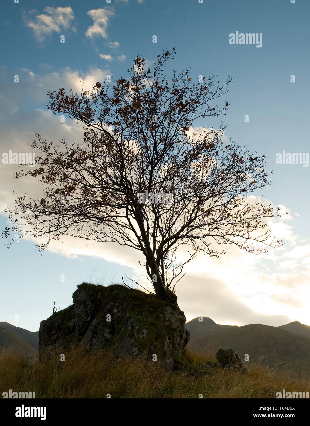 Scottish rowan tree hi-res stock photography and images - Alamy