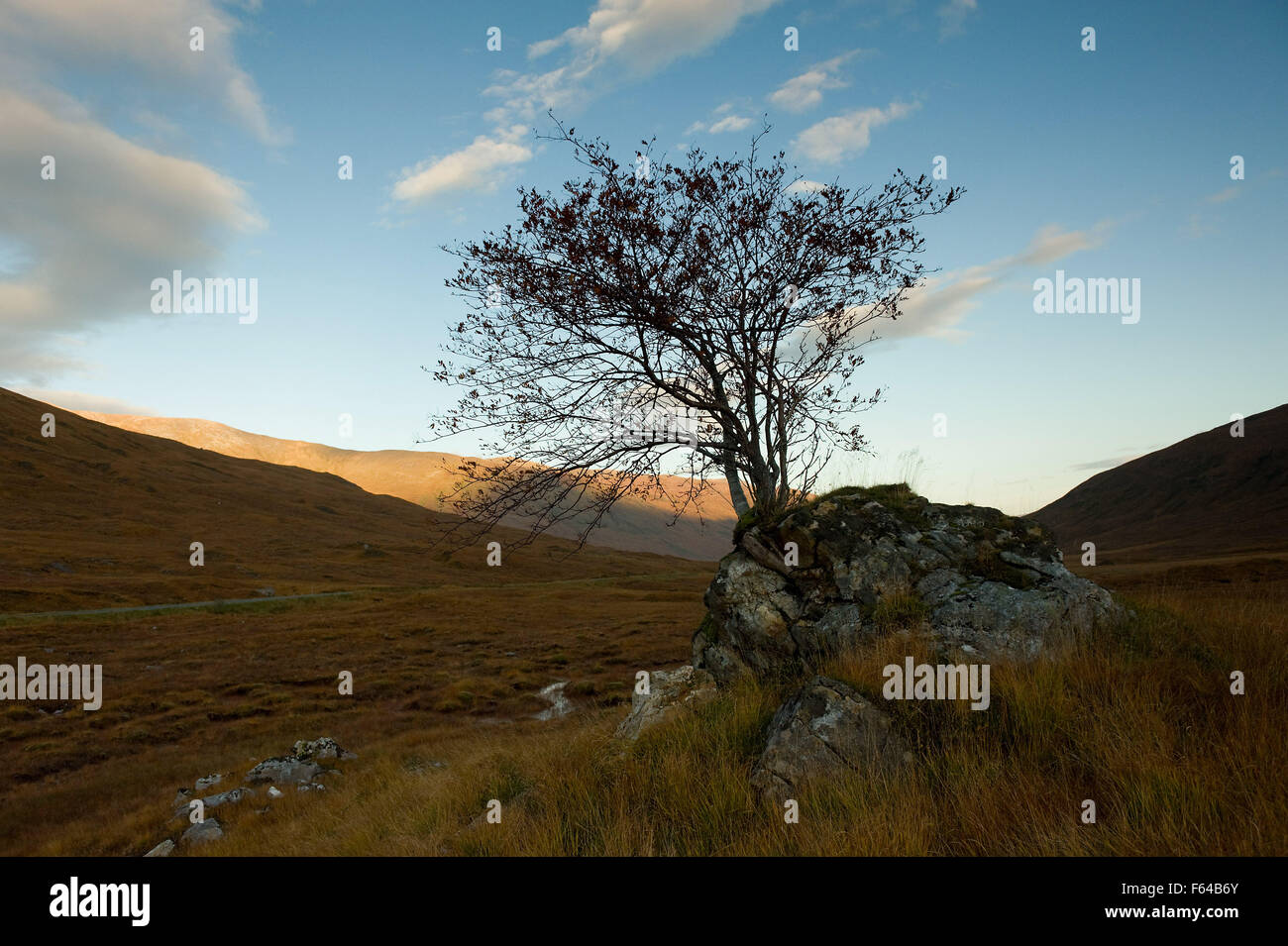 Isolated Rowan tree on Glen Shiel Stock Photo - Alamy