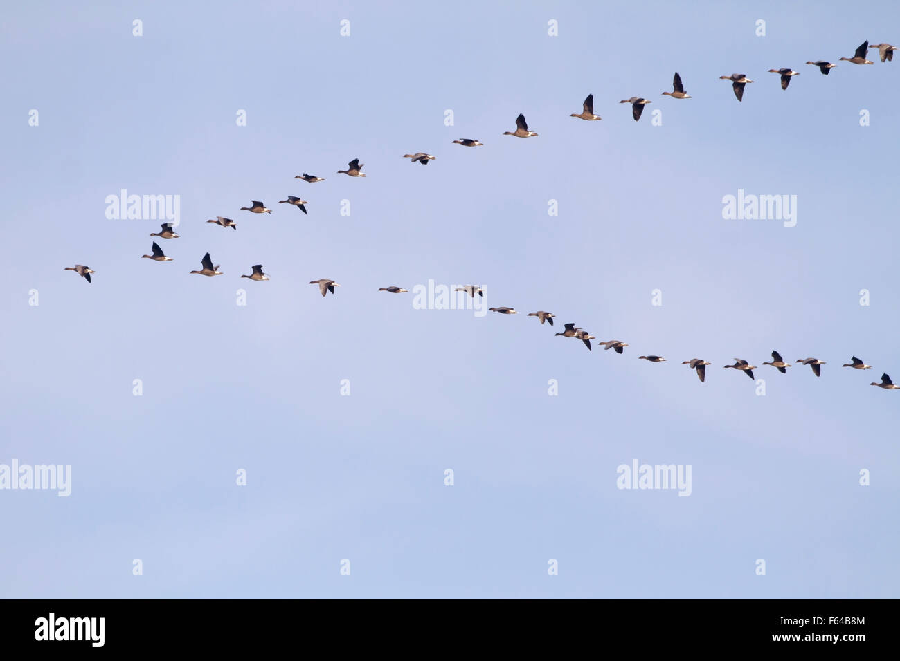 Big footed birds hi-res stock photography and images - Alamy