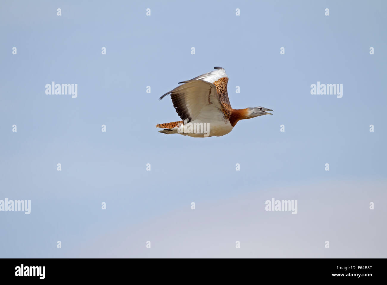 Great Bustard - Otis tarda - male in flight Stock Photo - Alamy