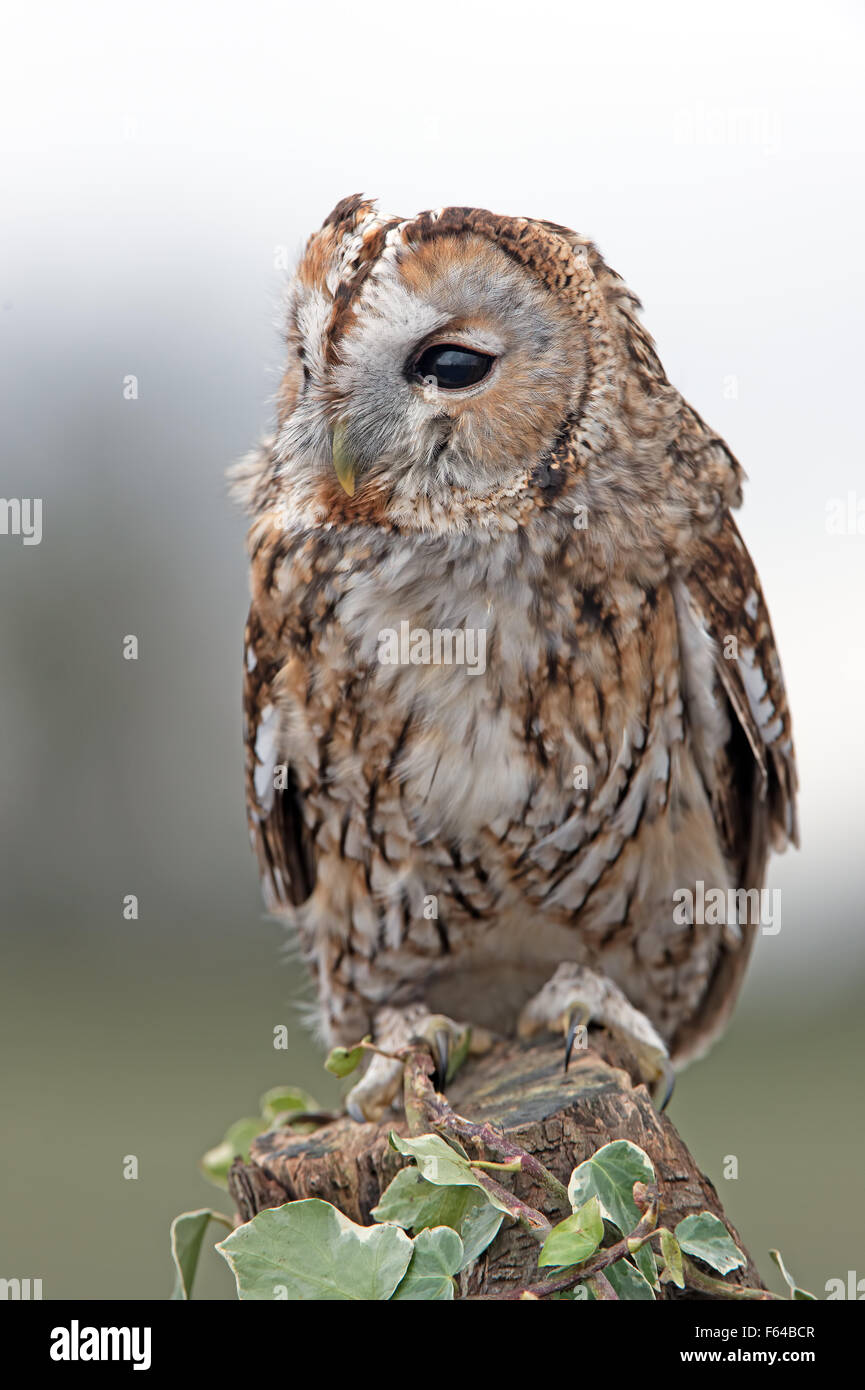 Tawny Owl (Strix Aluco Stock Photo - Alamy