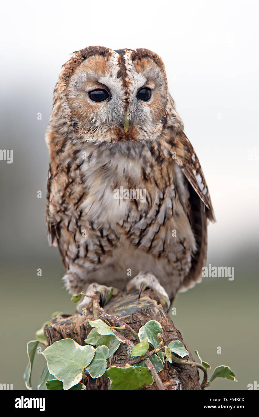 Tawny Owl (Strix Aluco Stock Photo - Alamy