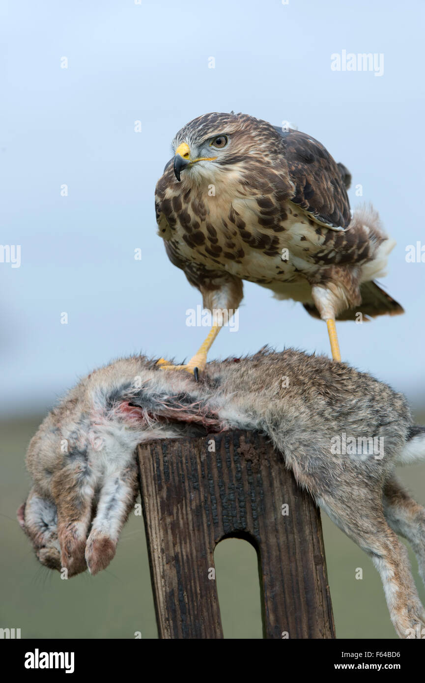 Common Buzzard (Buteo Buteo Stock Photo - Alamy