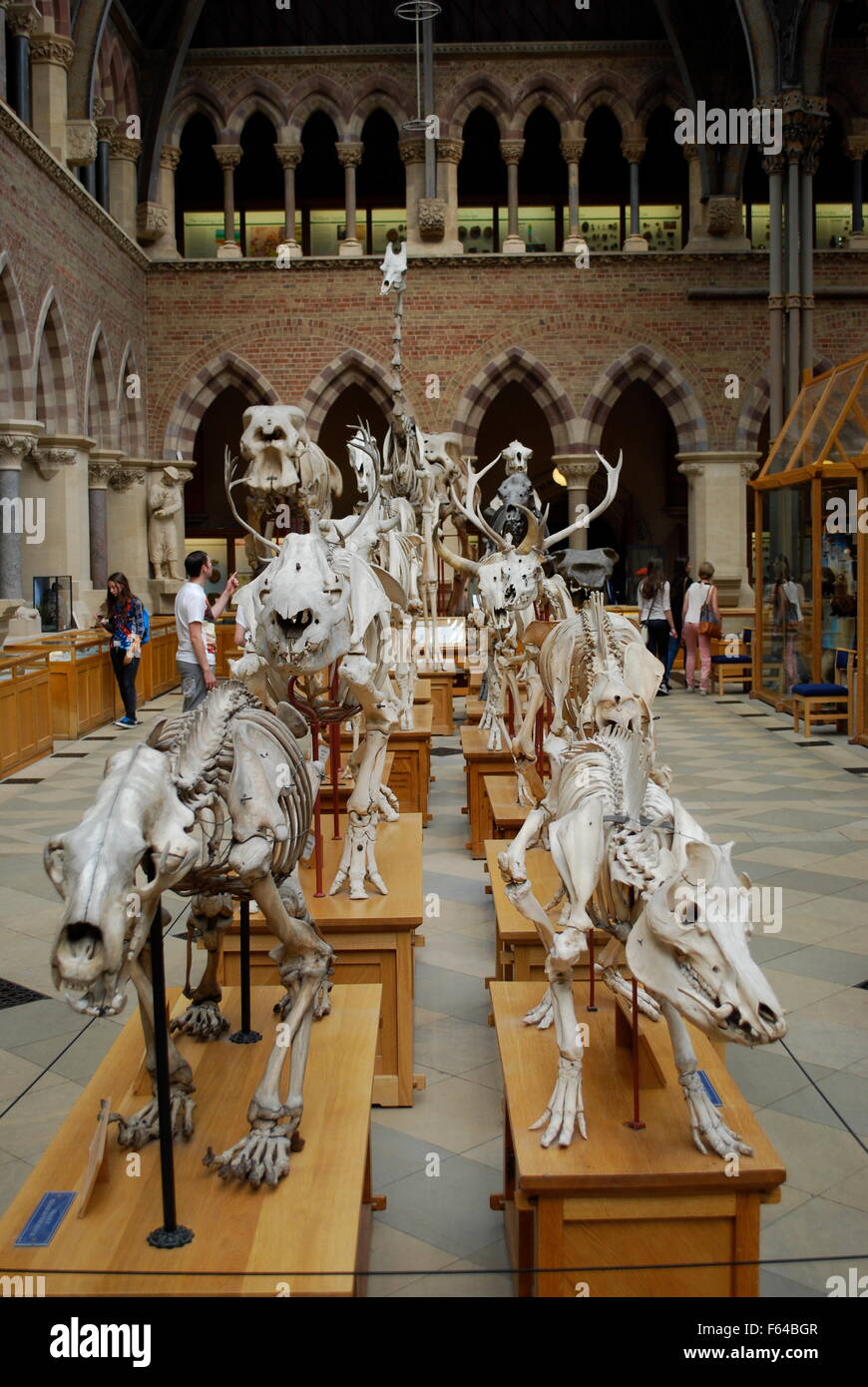Animal skeletons, Oxford University Museum of Natural History Stock ...