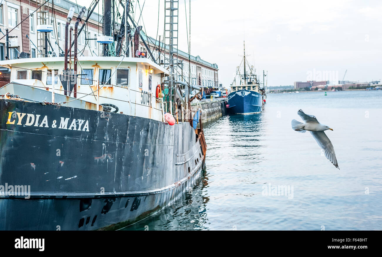 Bird flying in front of ship hi-res stock photography and images - Alamy
