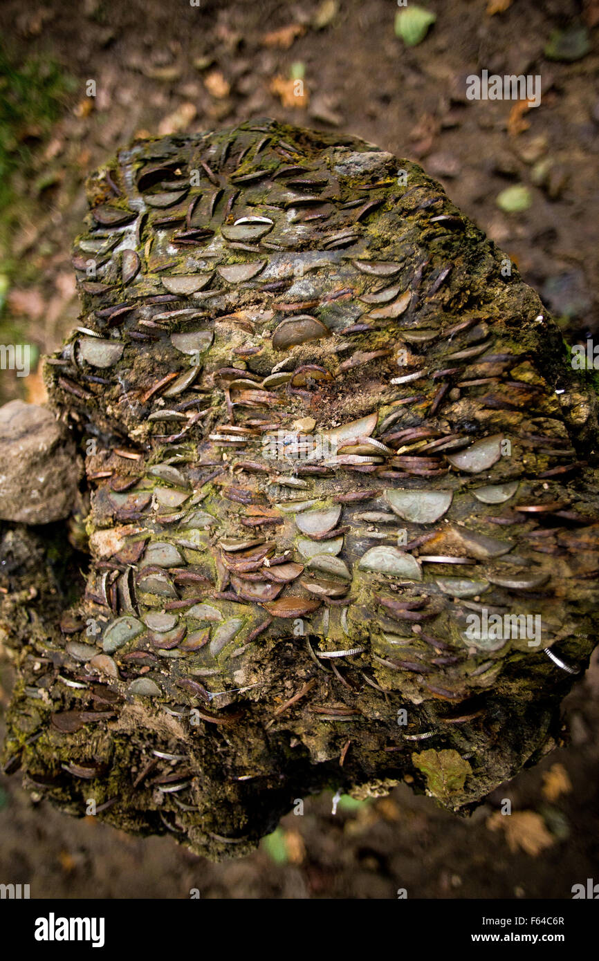 Unnatural items in Tockholes Woods, coins hammered into a tree stump ...