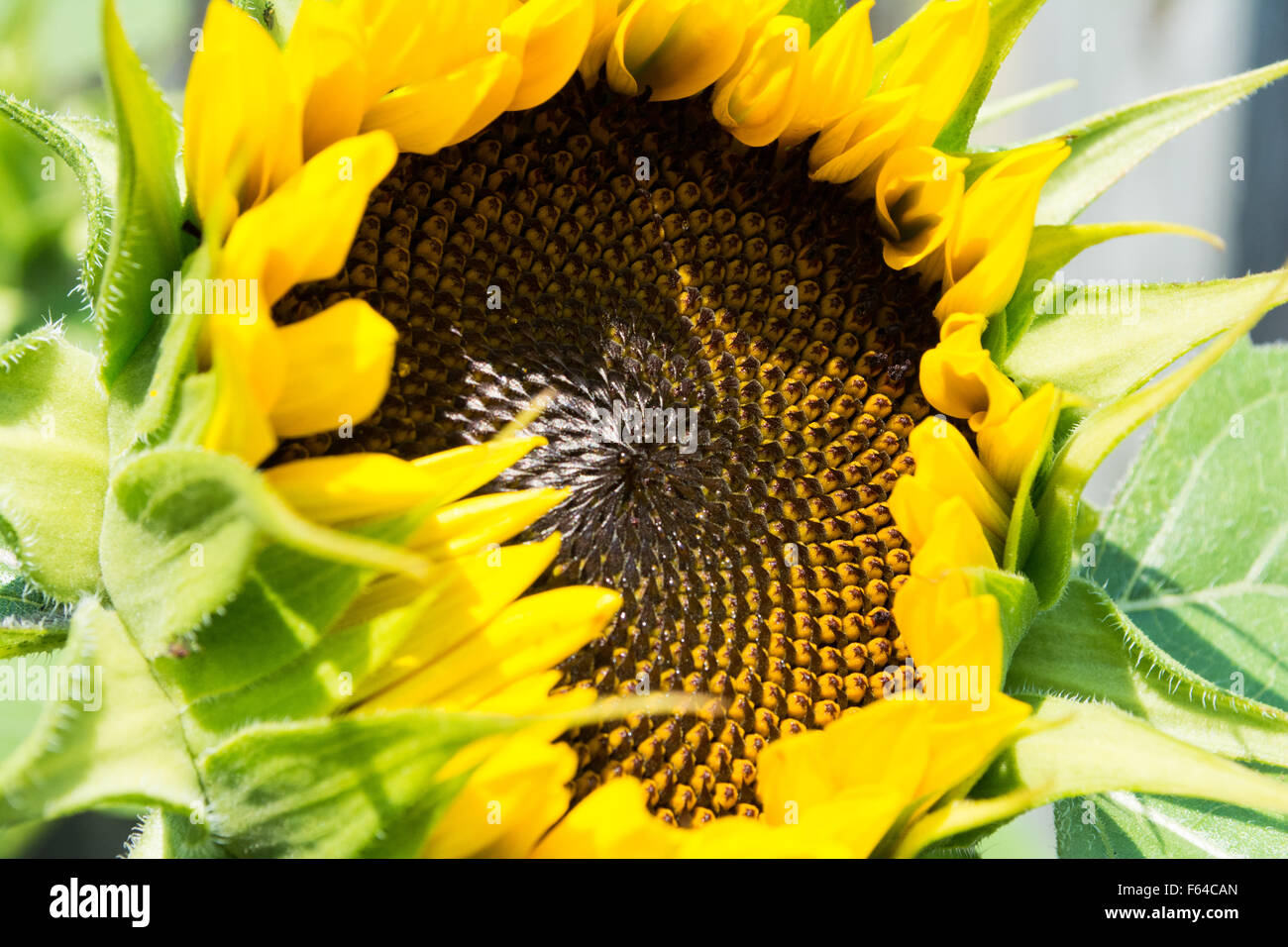Green spiral sunflower hi-res stock photography and images - Alamy Green spiral sunflower hi-res stock photography and images - Alamy