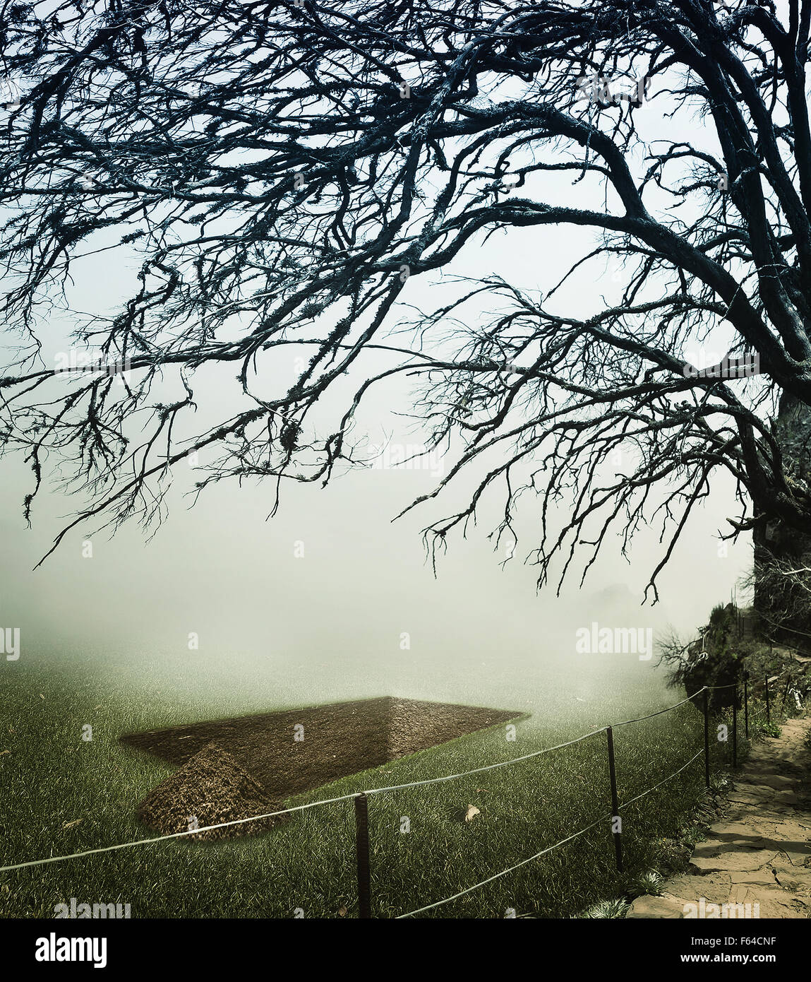 Pit in the forest under the dry tree Stock Photo - Alamy