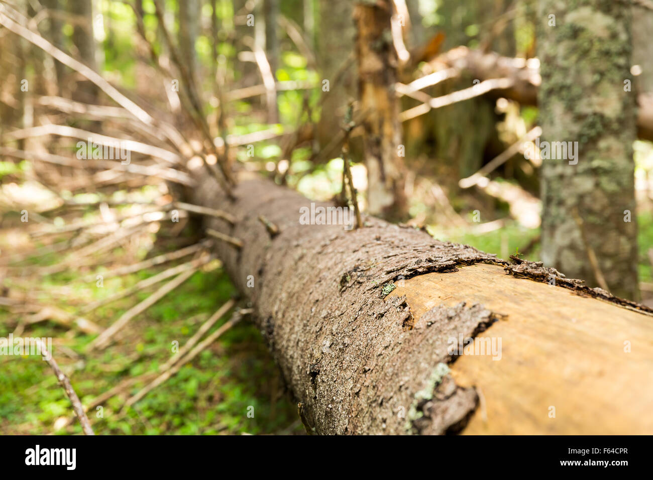 Old dry tree in the forest Stock Photo - Alamy