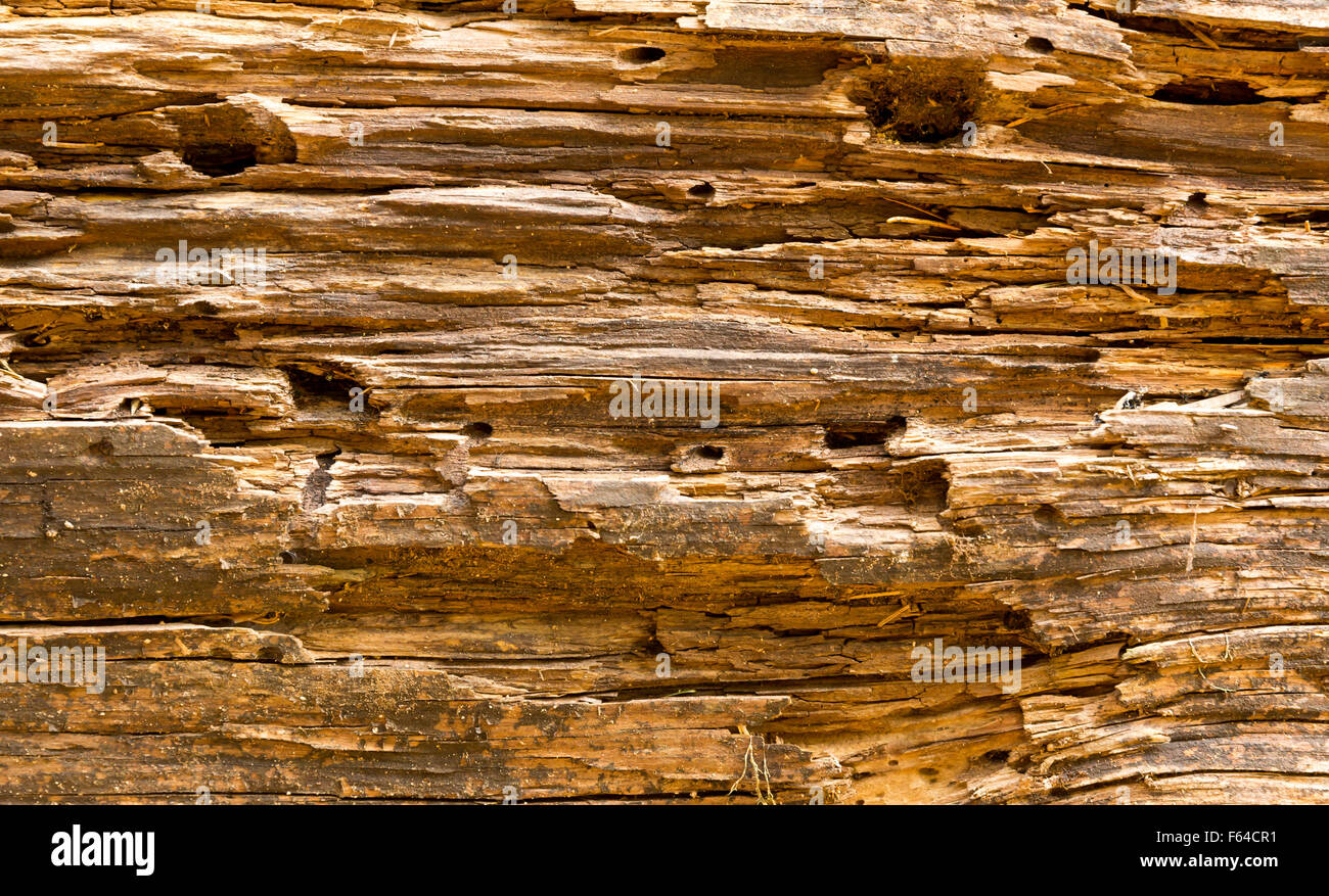 Closeup of old rotten wood. Background or texture Stock Photo - Alamy