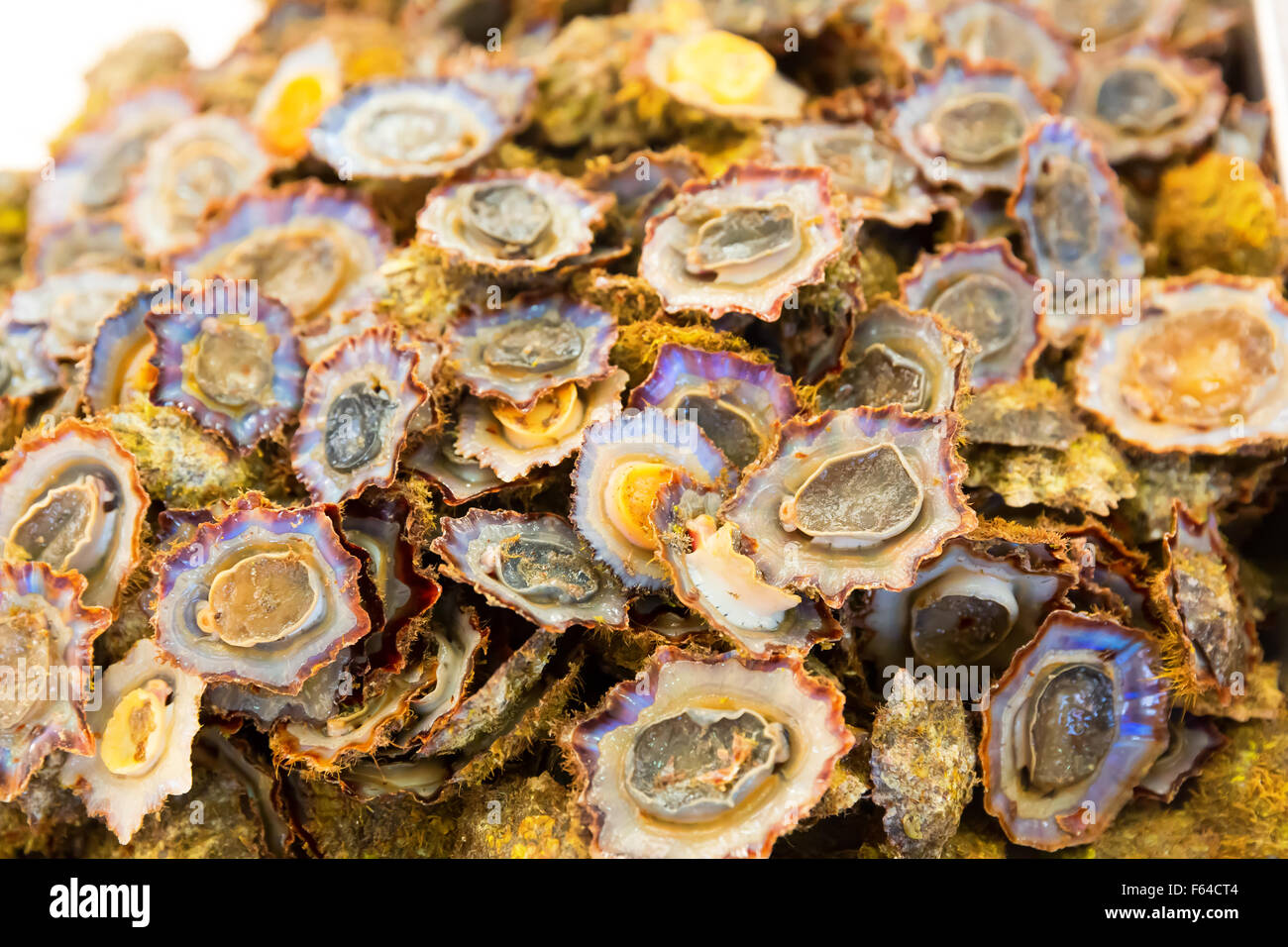 Close up of open sea mussels background Stock Photo - Alamy