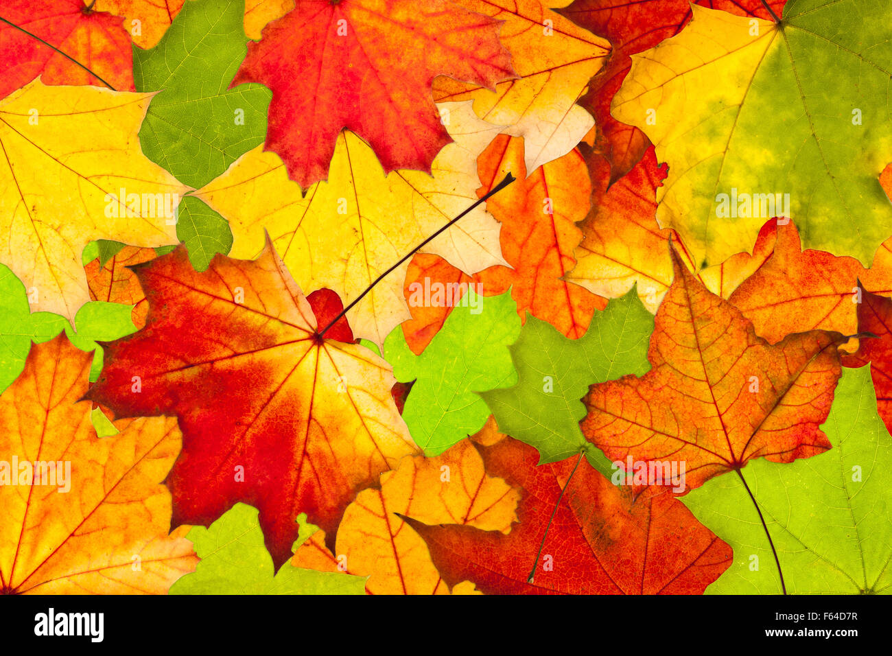 Colorful autumn leaves. Use for background or texture Stock Photo - Alamy