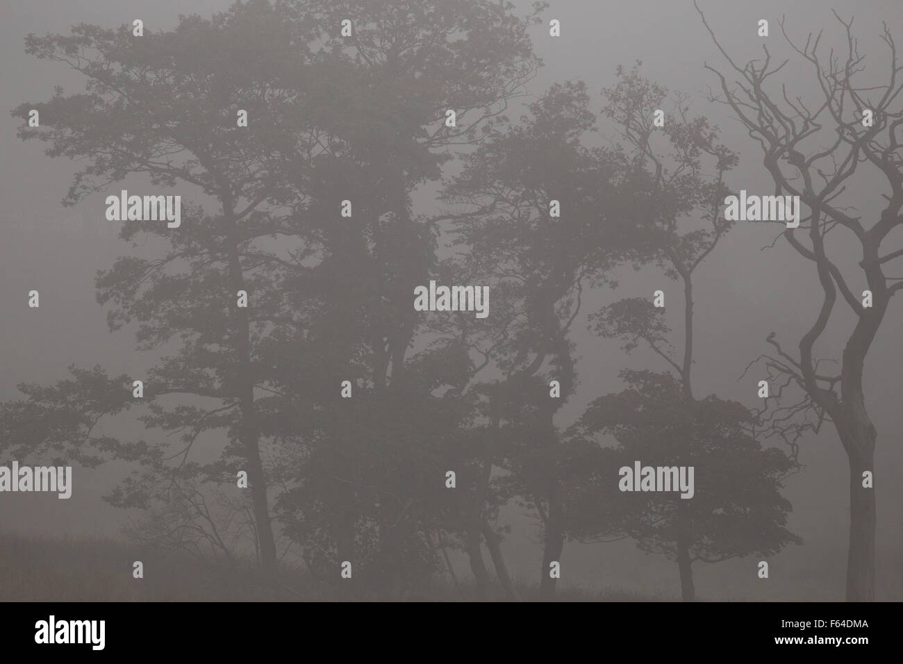 The ruins and environs of Hollinshead Hall, Tockholes, Lancashire Stock ...