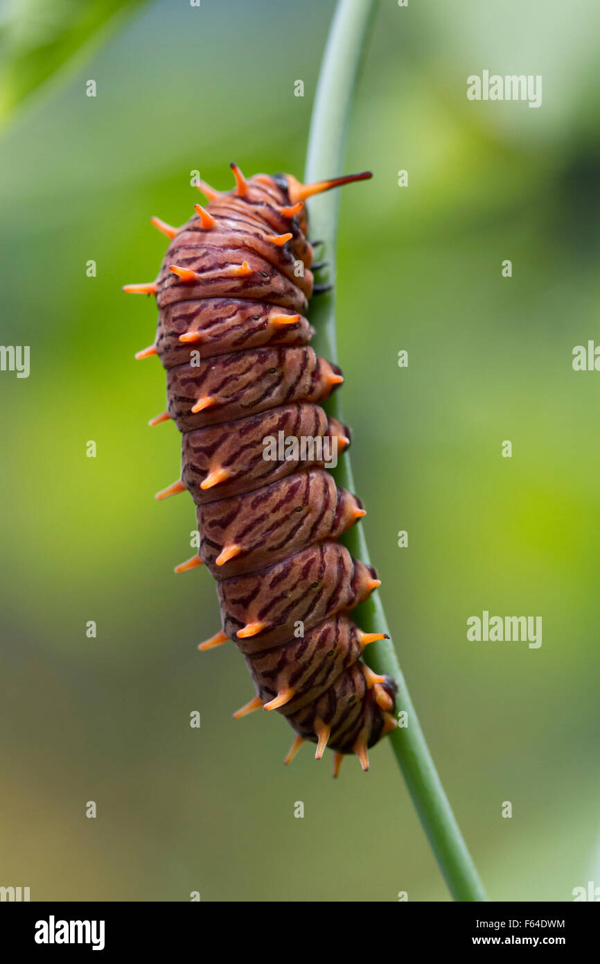 Polydamas Swallowtail (Battus polydamas) caterpillar, Fort Myers ...