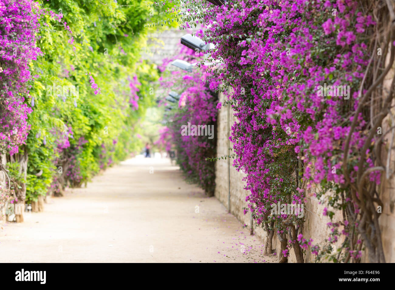 Alley with blooming flowers in spring park Stock Photo - Alamy