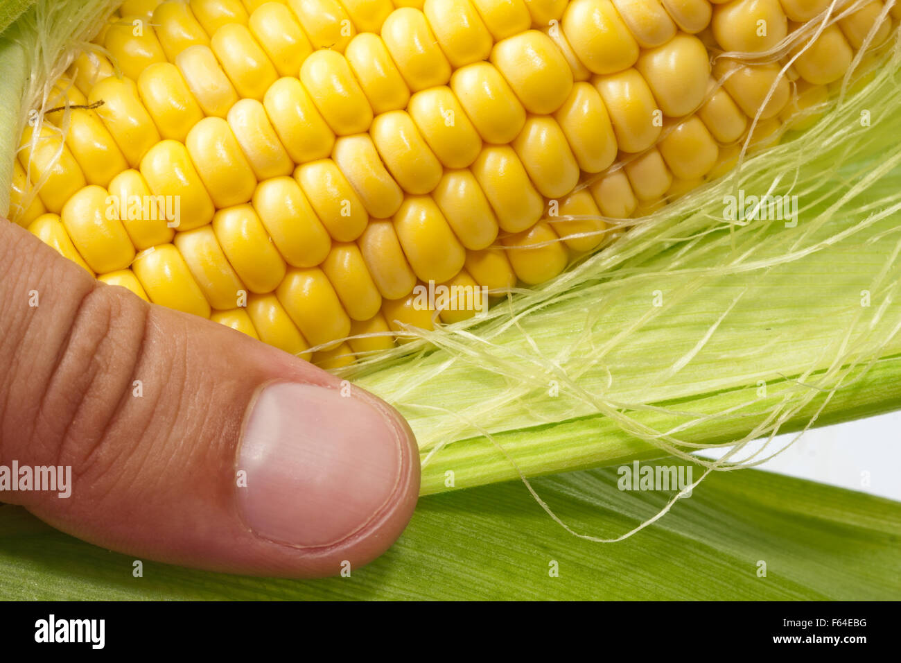 Farmer hand examining ripe corn on the cob Stock Photo - Alamy