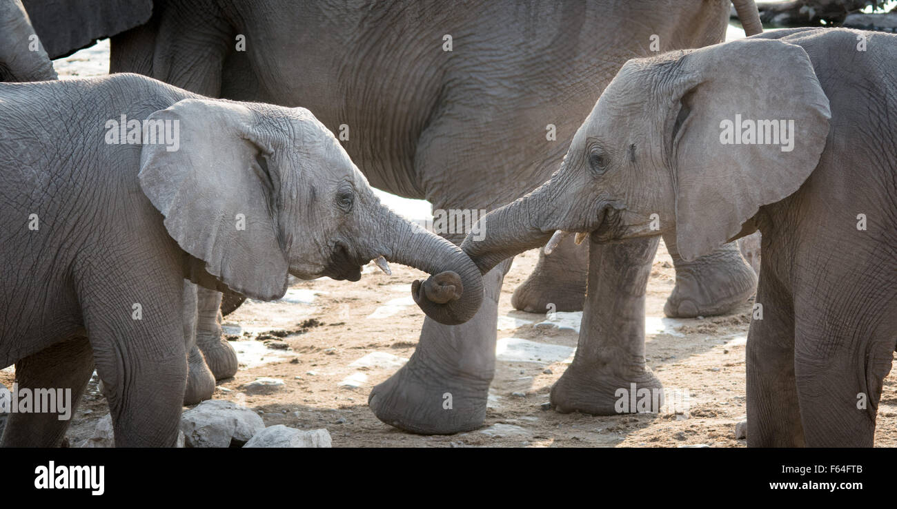 Elephants holding trunks hi-res stock photography and images - Alamy