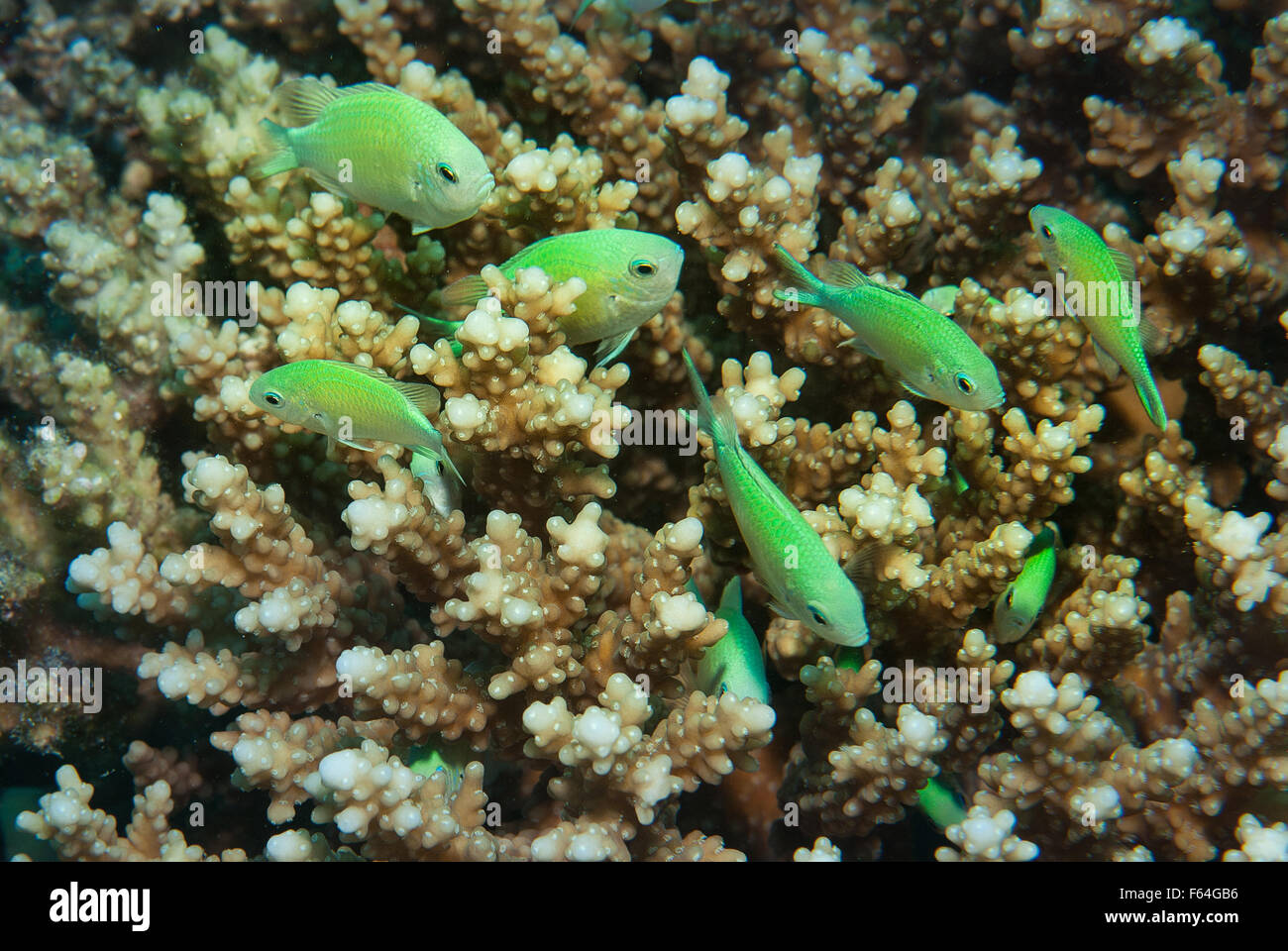 Green chromis, Chromis viridis, Pomacenthinae, inside Acropora sp. hard ...