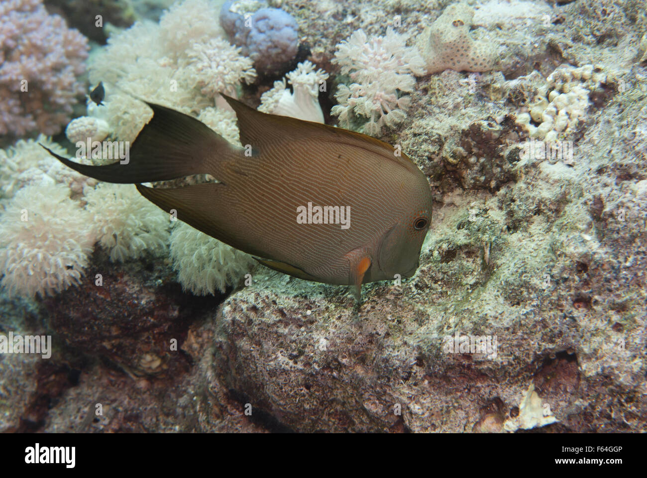 Striped bristeltooth, Ctenochaetus striatus, Acanthuridae, surgeonfish ...
