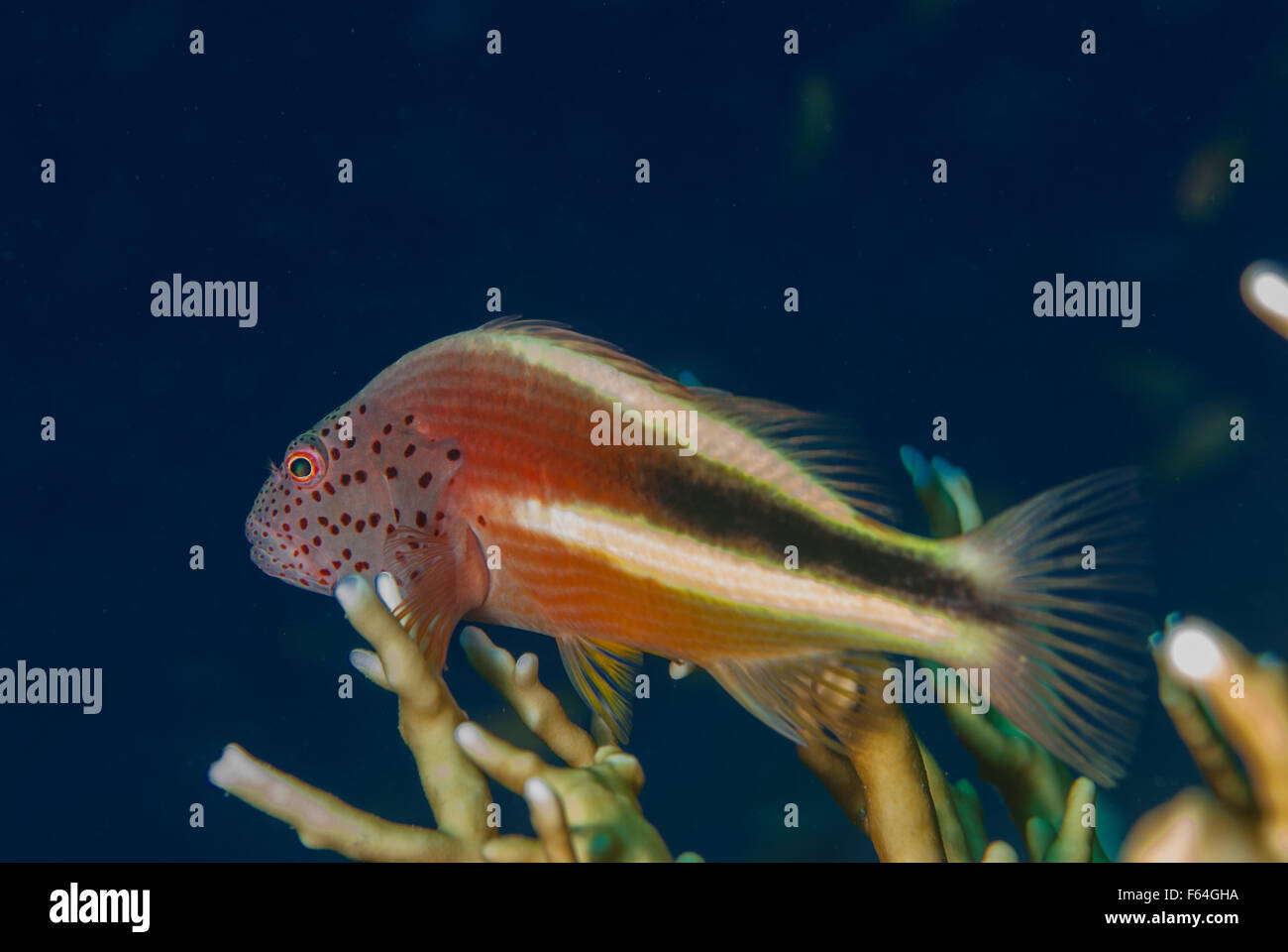 Paracirrithes forsneri hi-res stock photography and images - Alamy