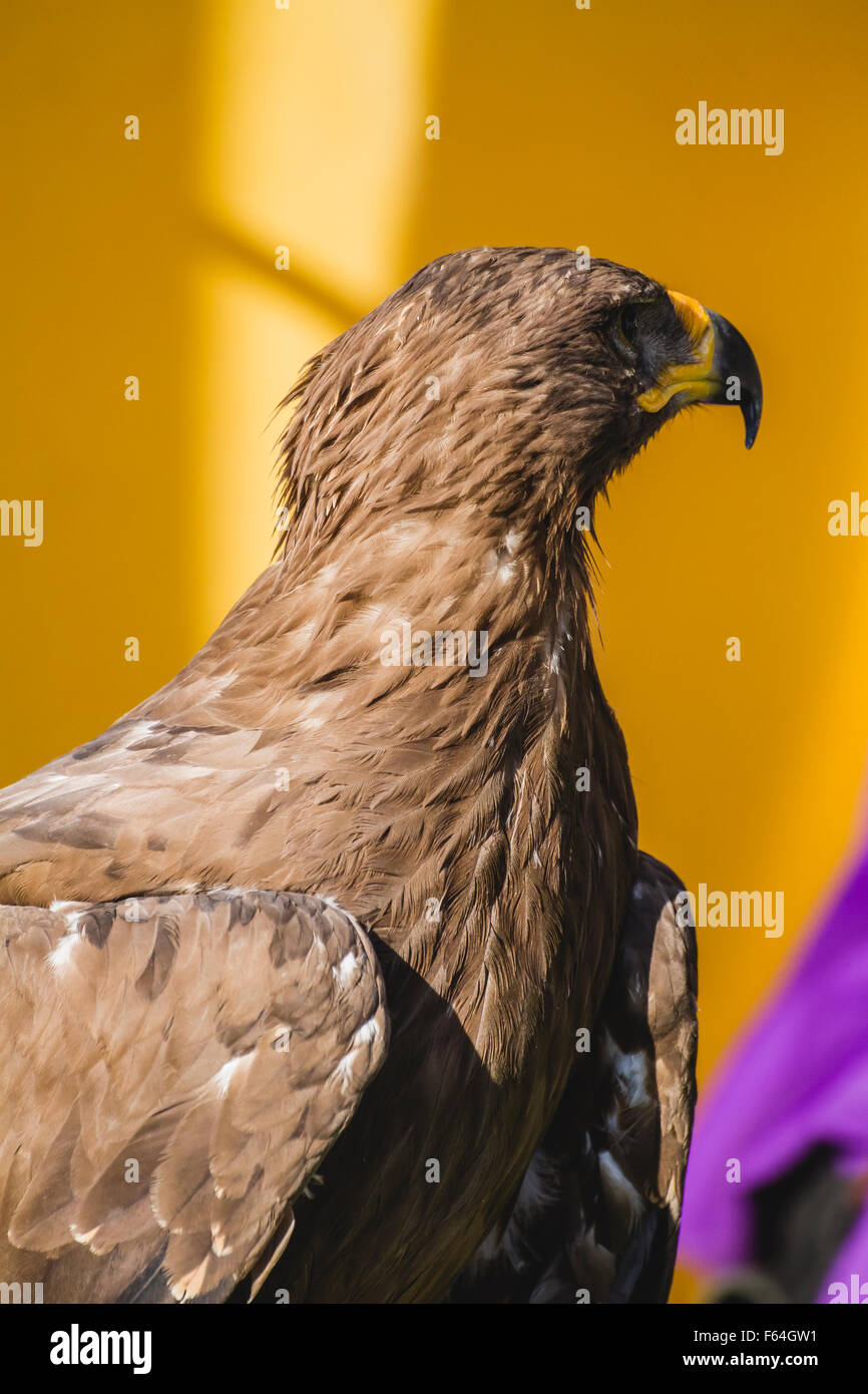 Medieval golden eagle, detail of head with large eyes, pointed beak ...