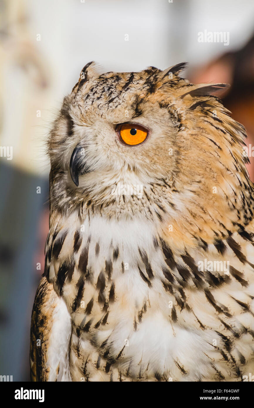 eagle owl, detail of head, lovely plumage Stock Photo - Alamy