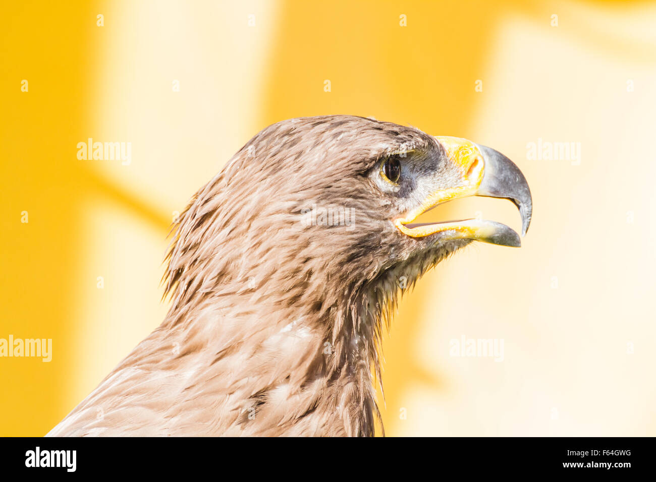 golden eagle, detail of head with large eyes, pointed beak Stock Photo ...