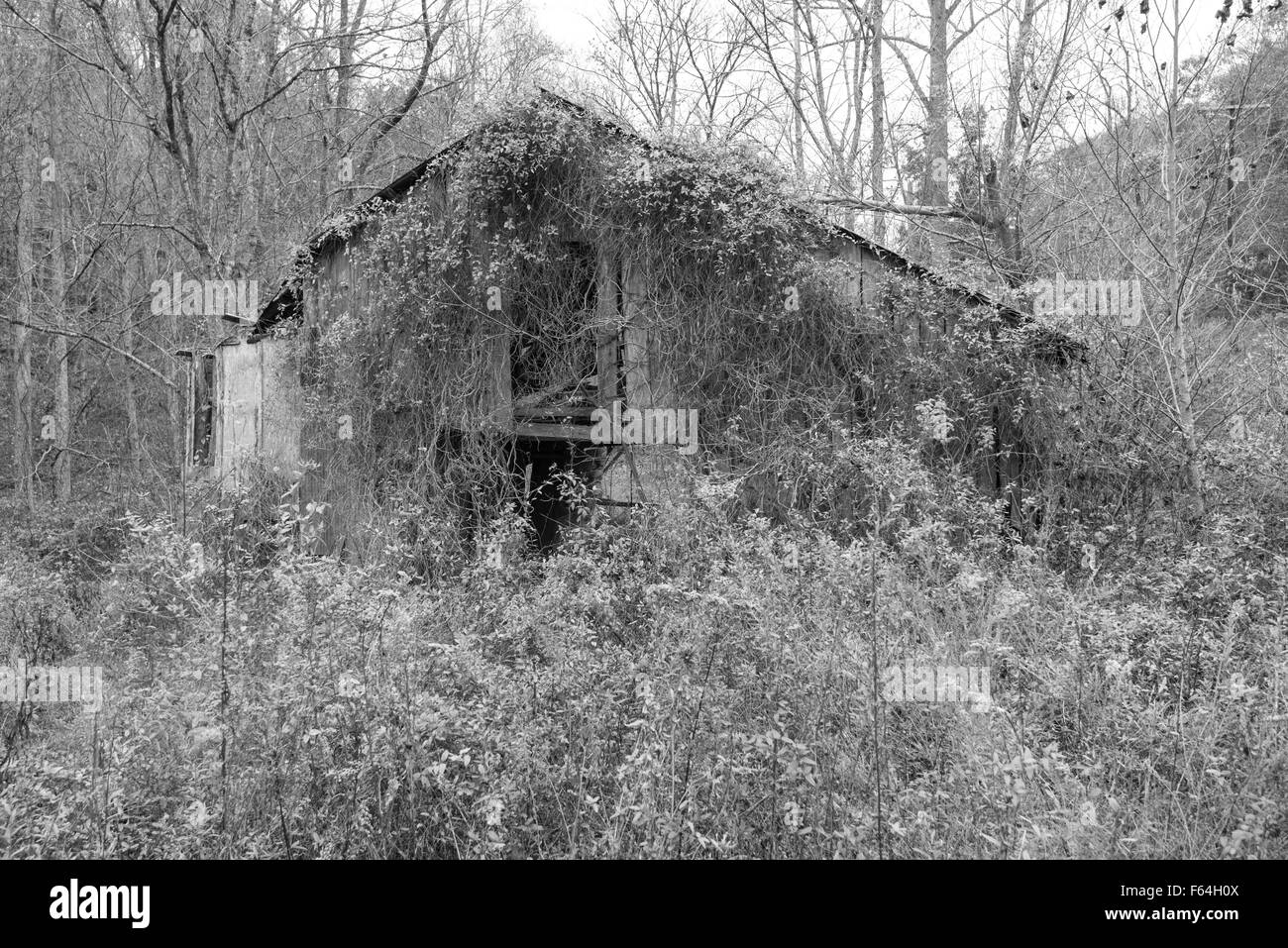Old barn overgrown trees in Black and White Stock Photos & Images - Alamy