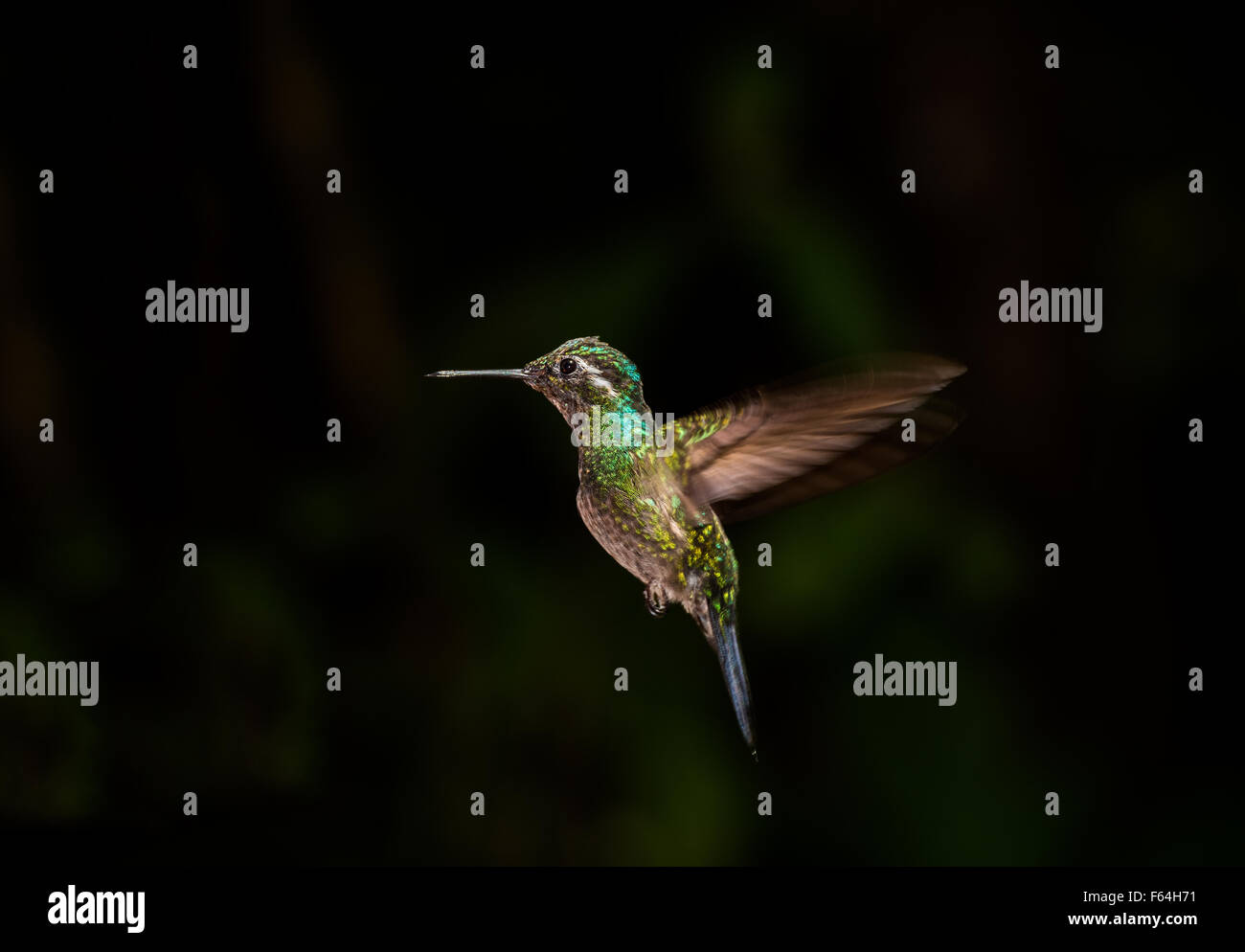 flying hummingbird, wildlife, costa rica, fast easy, jungle, fly jewel ...