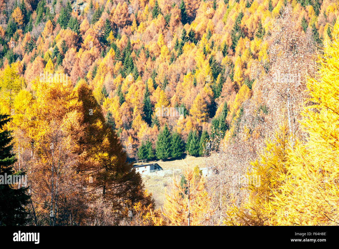 Autumnal Forest shows its colour in the italian Alps Mountain Stock ...
