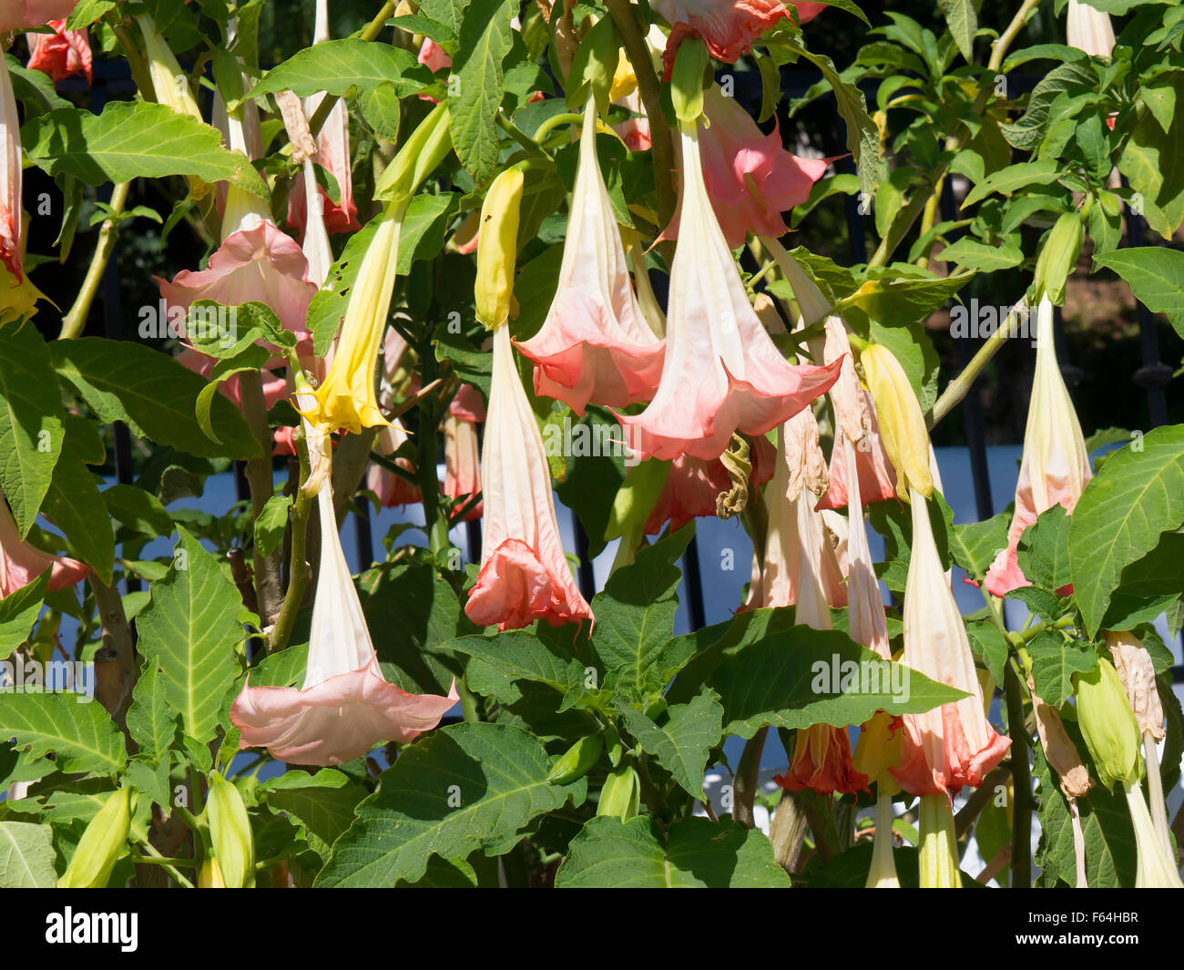 Deadly trumpet flower hi-res stock photography and images - Alamy