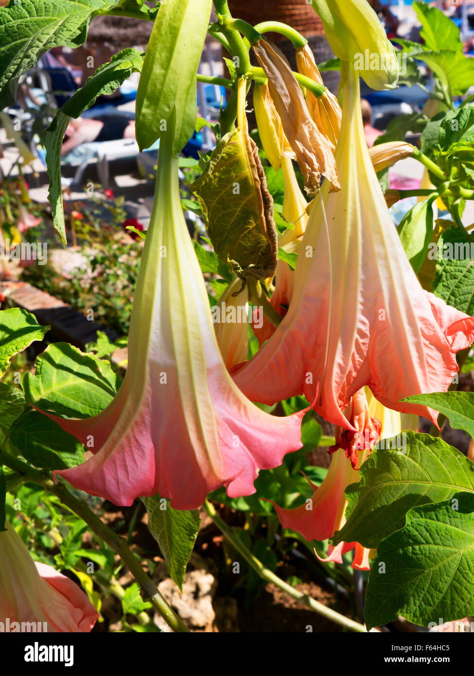 Deadly trumpet flower hi-res stock photography and images - Alamy