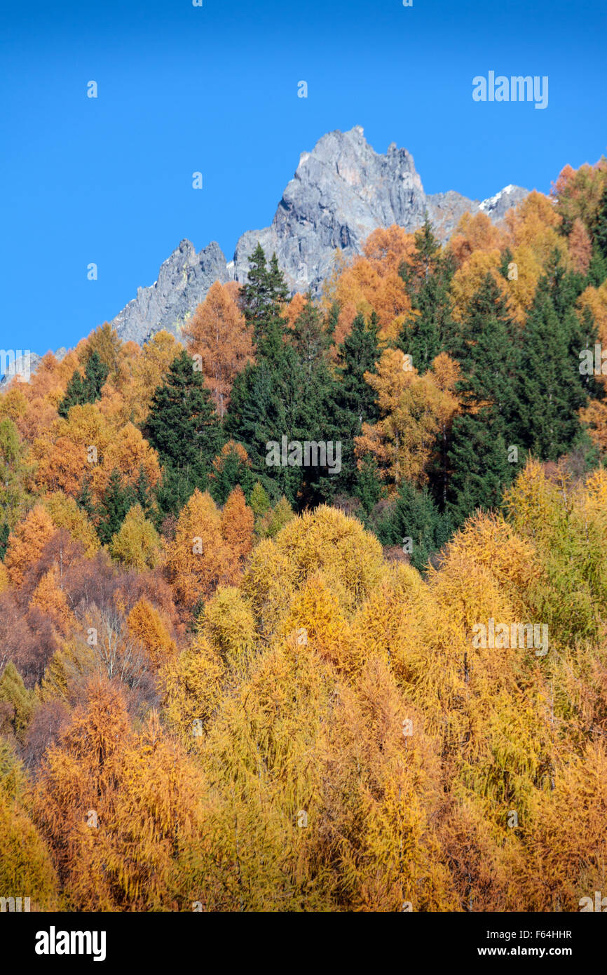 Autumnal Forest shows its colour in the italian Alps Mountain under a ...