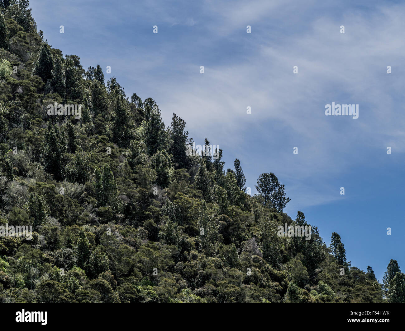A triangle of native forest on steep hillside with wooded skyline and ...
