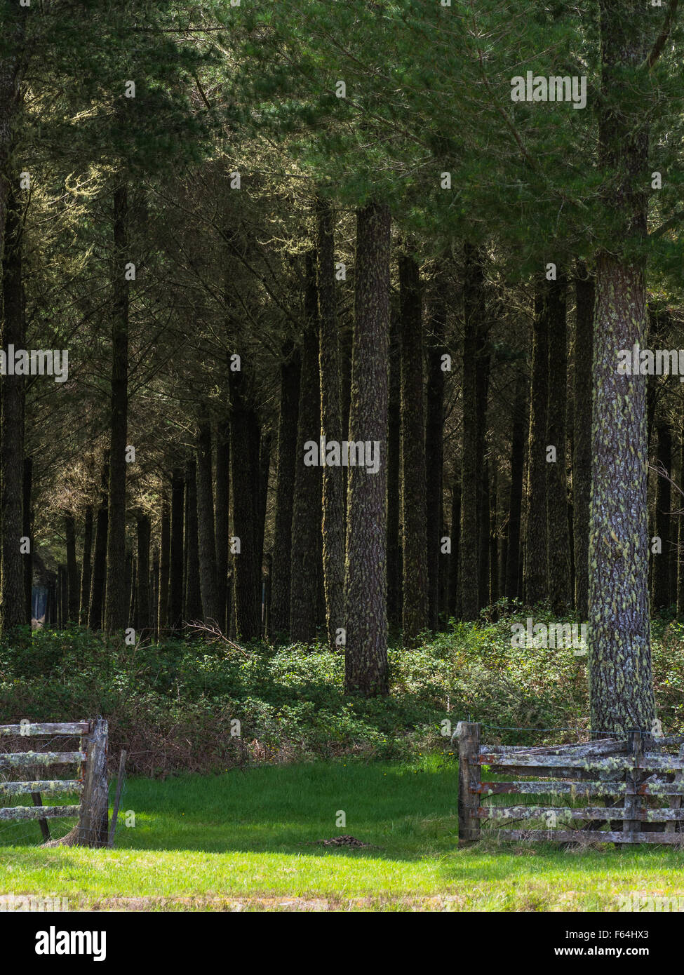 Silviculture hi-res stock photography and images - Alamy