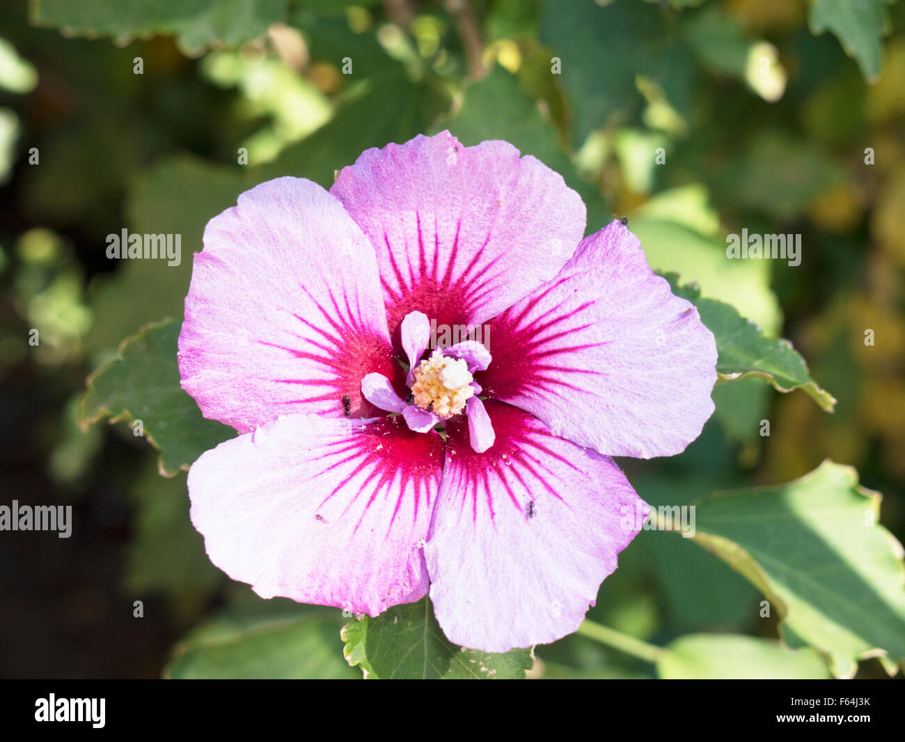 Hibiscus flower andalucia hi-res stock photography and images - Alamy