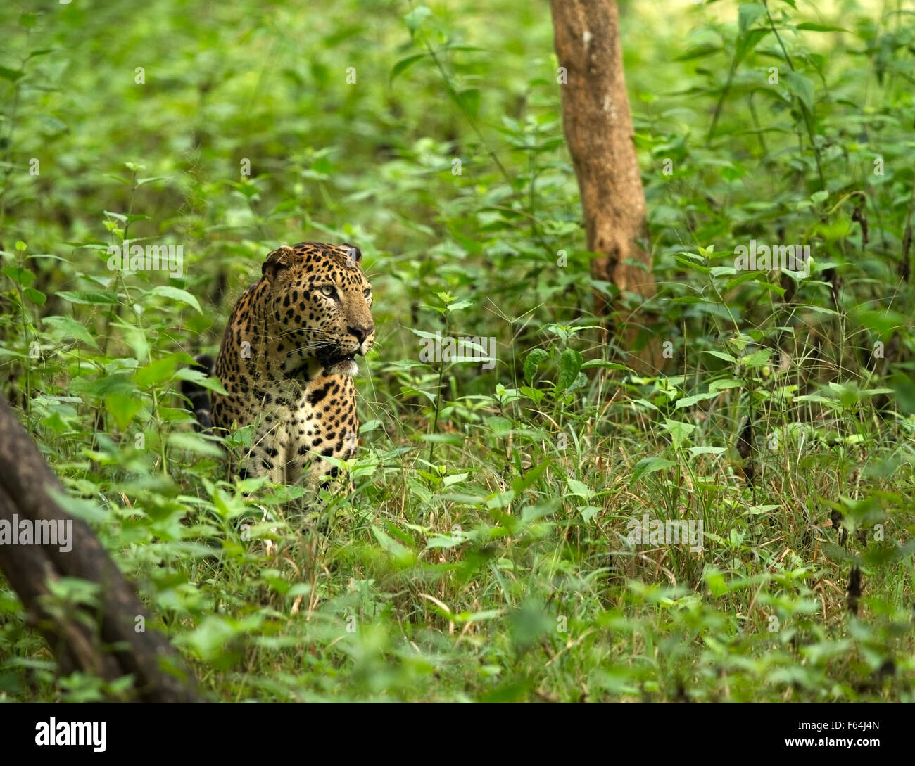 Indian leopard in the Kabini reserve forest, Karnataka Stock Photo - Alamy