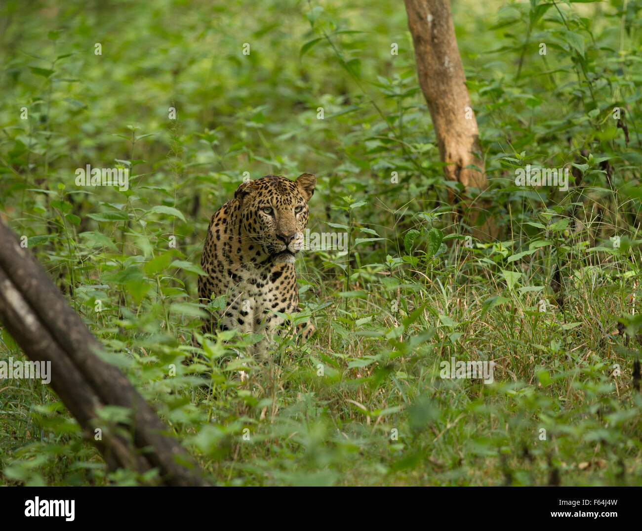Indian leopard in the Kabini reserve forest, Karnataka Stock Photo - Alamy