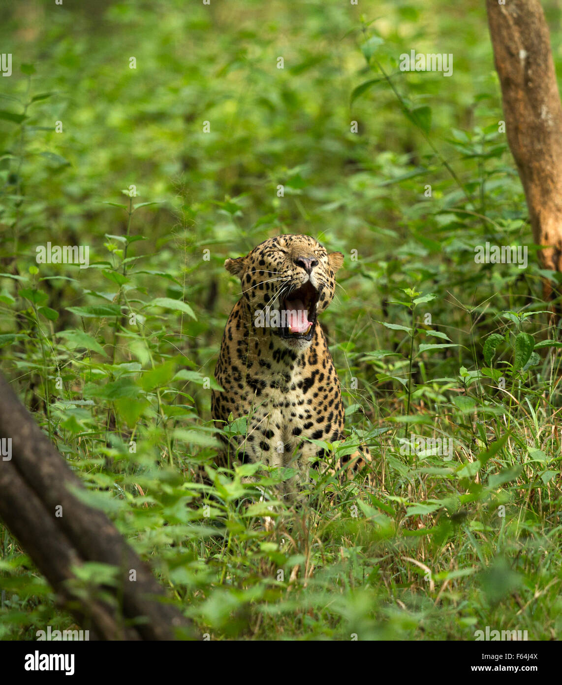 Indian leopard in the Kabini reserve forest, Karnataka Stock Photo - Alamy