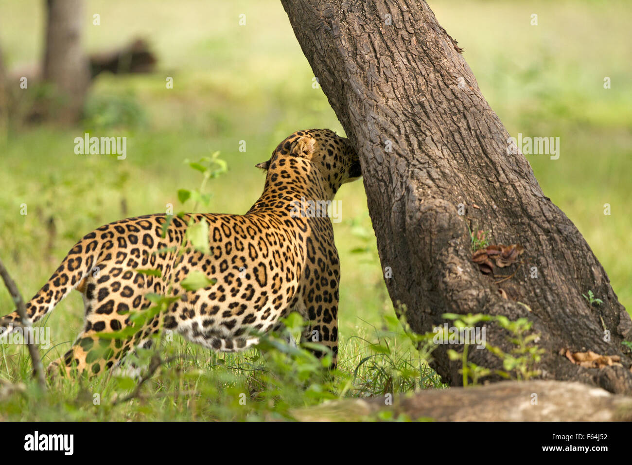 Indian leopard in the Kabini reserve forest, Karnataka Stock Photo - Alamy