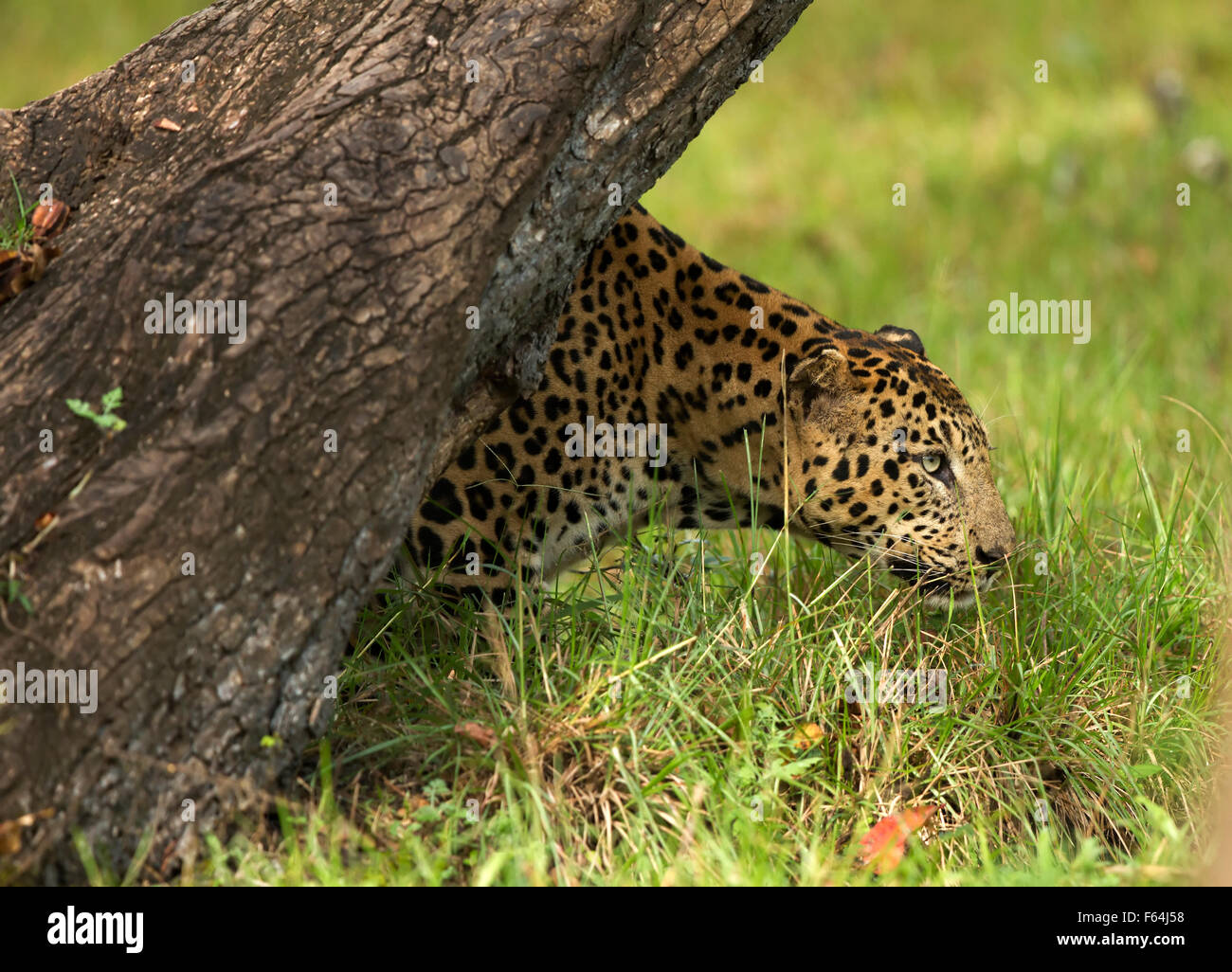 Indian leopard in the Kabini reserve forest, Karnataka Stock Photo - Alamy