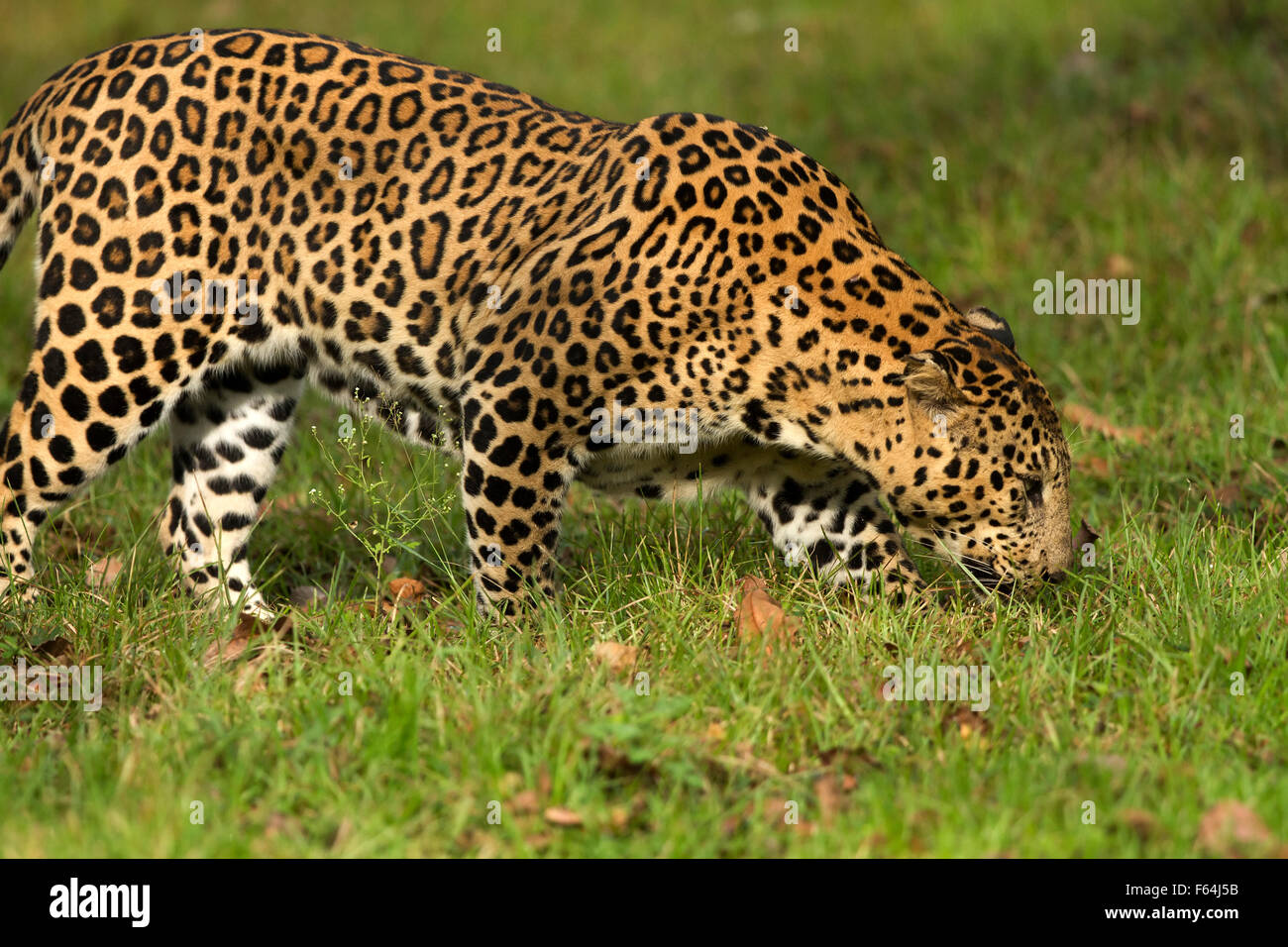 Indian leopard in the Kabini reserve forest, Karnataka Stock Photo - Alamy