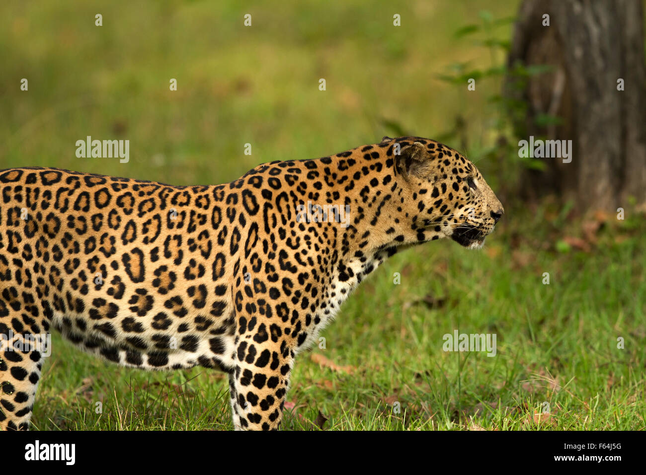 Indian leopard in the Kabini reserve forest, Karnataka Stock Photo - Alamy