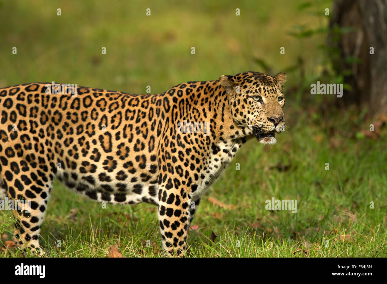 Indian leopard in the Kabini reserve forest, Karnataka Stock Photo - Alamy