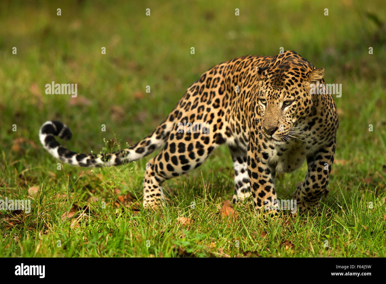 Indian leopard in the Kabini reserve forest, Karnataka Stock Photo - Alamy