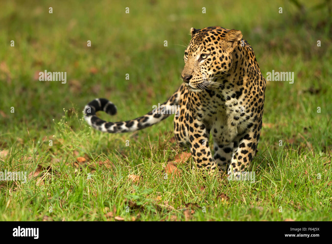 Indian leopard hi-res stock photography and images - Alamy