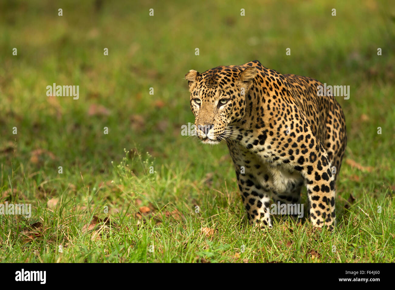Indian leopard in the Kabini reserve forest, Karnataka Stock Photo - Alamy