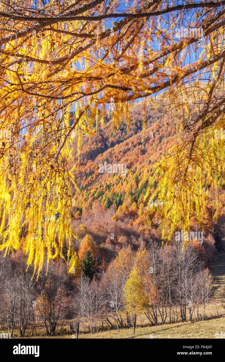 Autumnal Forest shows its colour in the italian Alps Mountain Stock ...